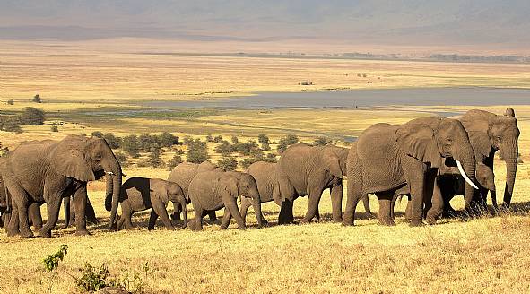 Safarirejser til Afrika – Rejs på safari i Afrika med Africa Tours