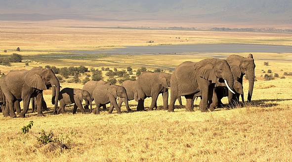 Safarirejser til Afrika – Rejs på safari i Afrika med Africa Tours