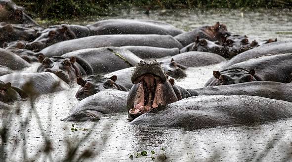 Tanzania Safari | Oplev det perfekte Safariland | Africa Tours